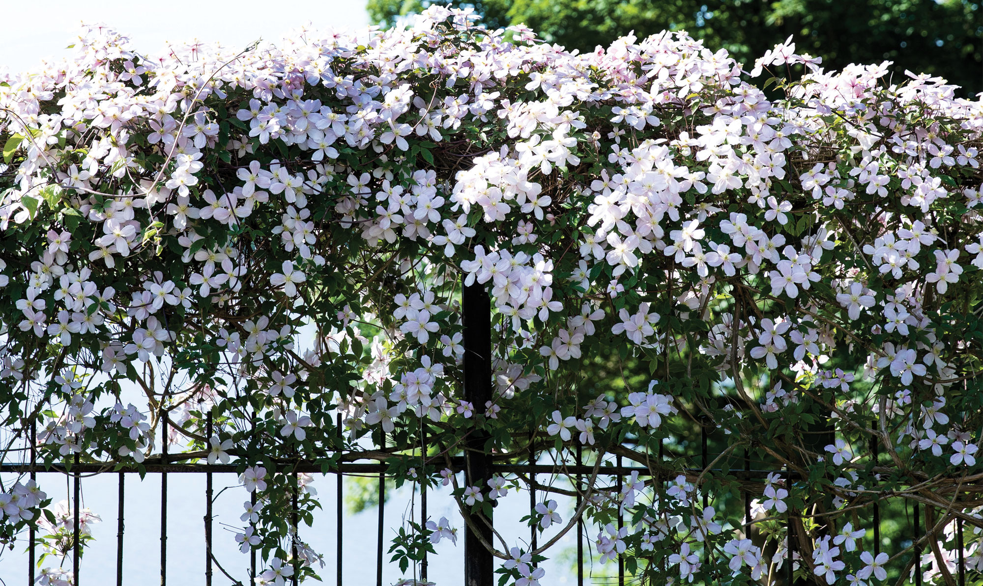 20 buske, der blomstre hele året rundt - se dem her - ALT.dk